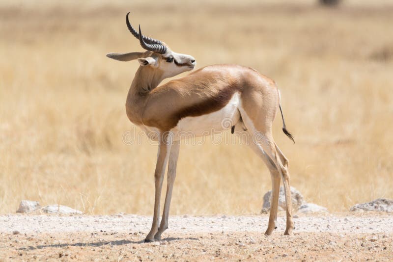 Springbok stock image. Image of national, safari, etosha - 68891197