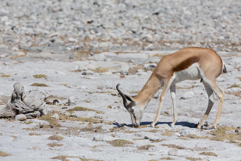 Springbok stock image. Image of buck, gazelle, looking - 34291679