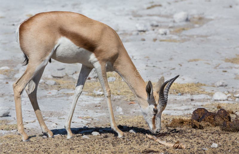 Springbok stock image. Image of springbok, habitat, mammal - 34668459