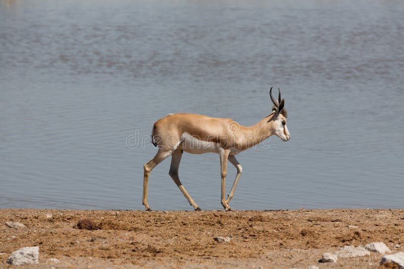 Springbok stock image. Image of safari, park, herbivore - 36179671