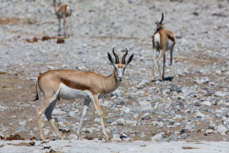 Springbok stock photo. Image of animal, sand, land, mature - 36131924