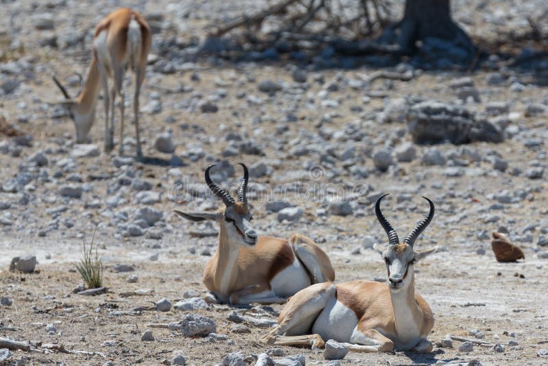 Springbok stock photo. Image of animals, outdoor, safari - 36474568