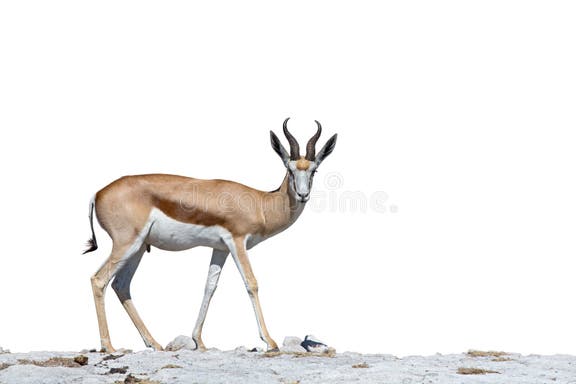 Springbok stock photo. Image of natural, gazelle, outdoor - 42846538