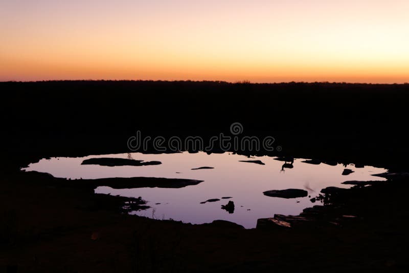 Springbok Silhouette Stock Photos - Free & Royalty-Free Stock Photos ...