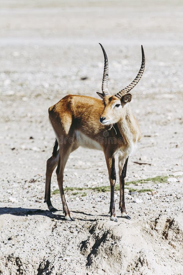 Springbok or Spring Antelope Stock Photo - Image of herbivore, drinkin ...