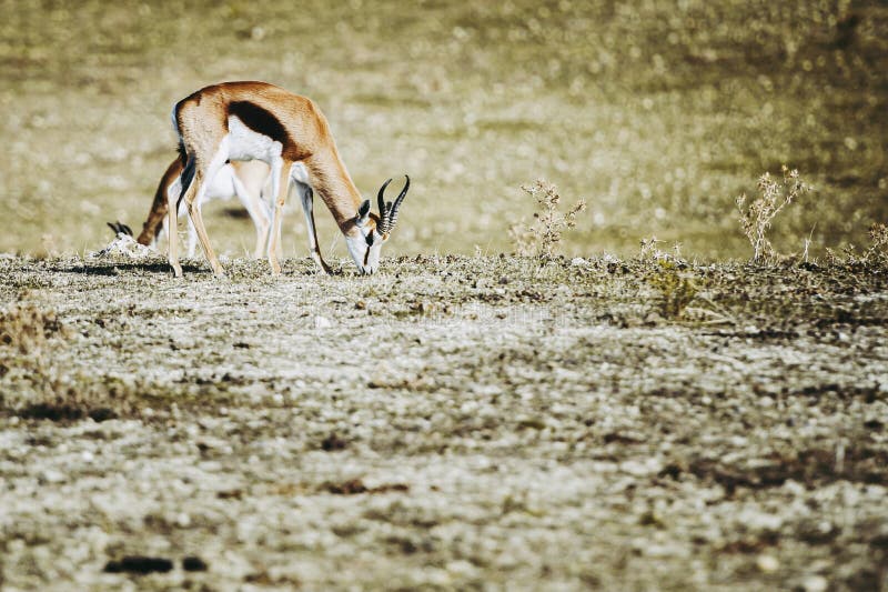 Springbok or Spring Antelope Stock Image - Image of marsupialis, leap ...