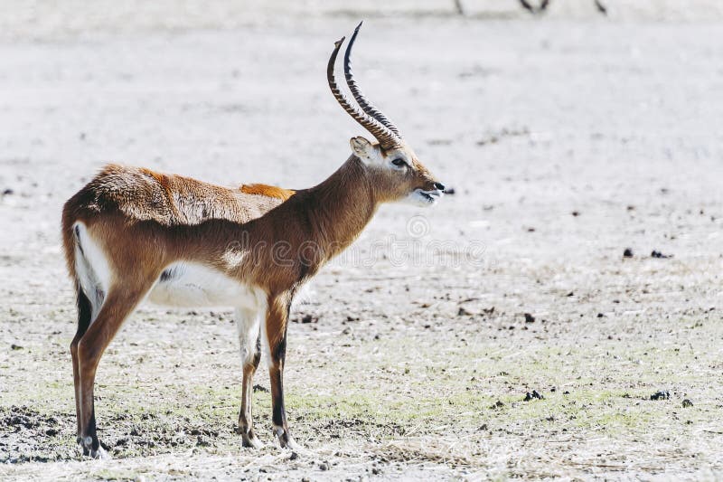 Springbok or Spring Antelope Stock Photo - Image of jumping, impala ...