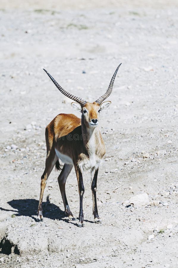 Springbok or Spring Antelope Stock Image - Image of drinking, brown ...