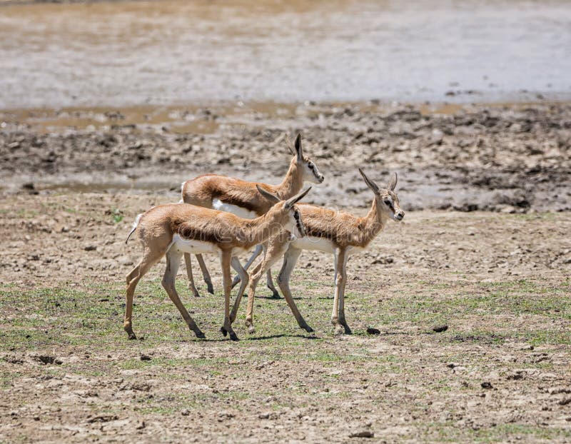 Springbok stock photo. Image of face, close, grass, mammal - 107668956