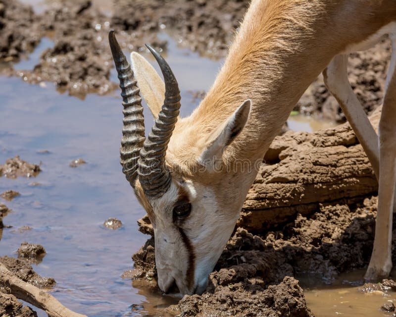 Springbok stock image. Image of grass, arid, close, antidorcas - 107670671