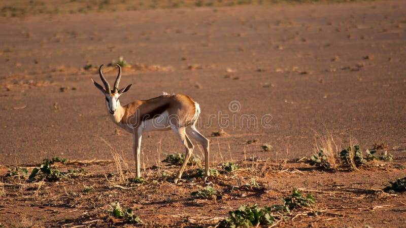 Springbok (springbuck), Looking at Camera Stock Photo - Image of vlad ...
