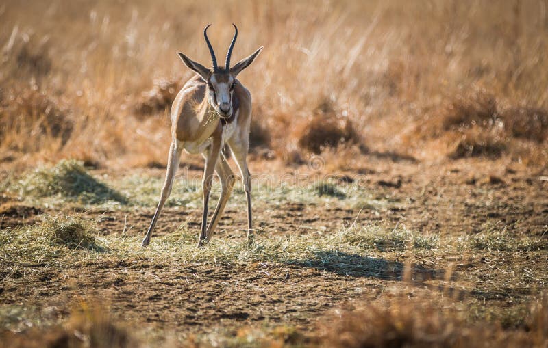 The Springbok stock image. Image of springbuck, mane - 37248641