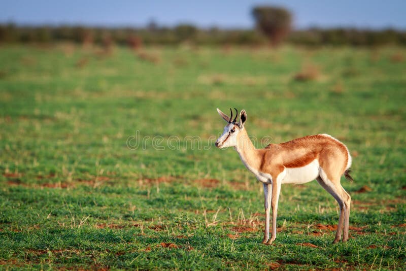 Springbok Standing in the Grass. Stock Image - Image of herbivorous ...
