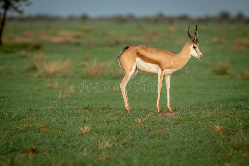 Springbok Standing in the Grass. Stock Photo - Image of gazelle ...