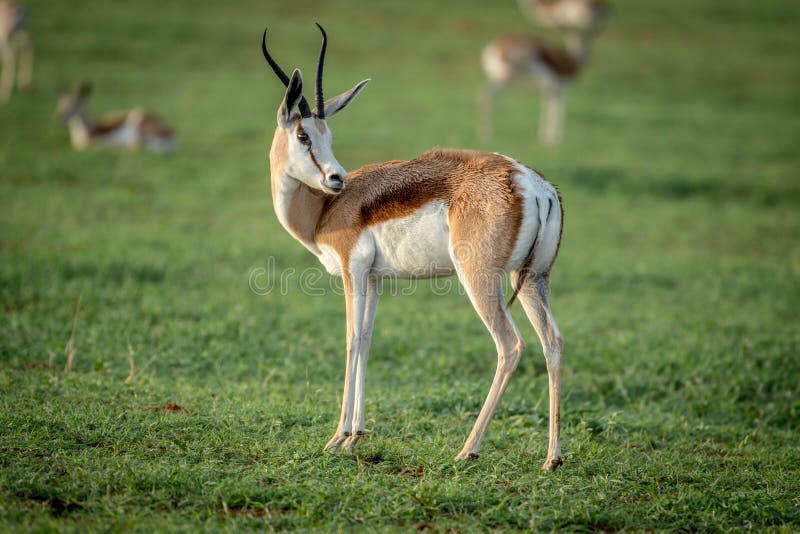 Springbok Standing in the Grass. Stock Photo - Image of grassland ...