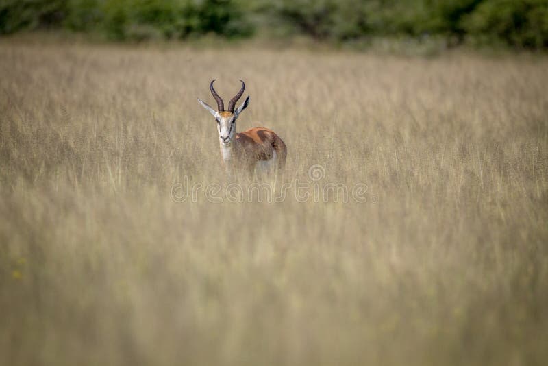 Springbok Standing in the High Grass. Stock Photo - Image of ...