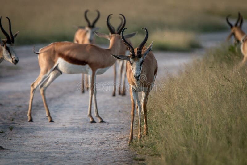 Springbok Standing on the Road. Stock Photo - Image of buck, browser ...