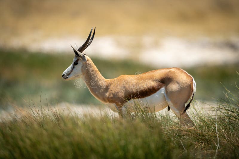 Springbok Stands in Profile on Stony Ground Stock Photo - Image of ...