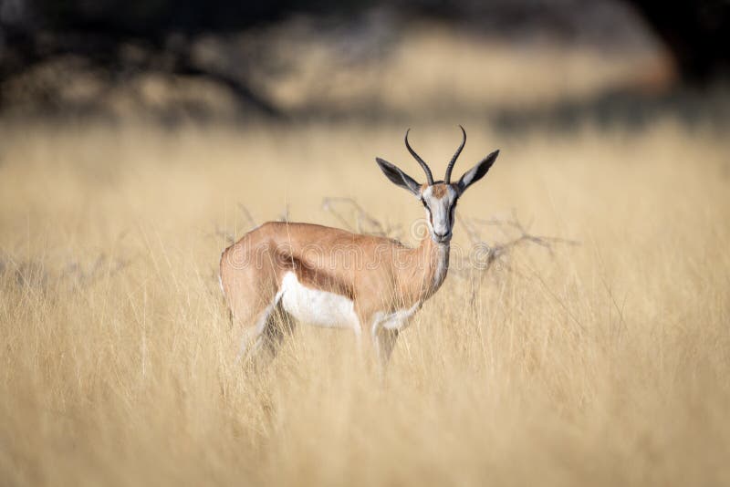 Springbok Stands in Long Grass Watching Camera Stock Photo - Image of ...