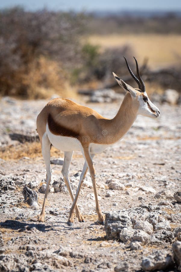 Springbok Stands Near Trees on Rocky Slope Stock Image - Image of ...