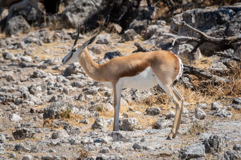 Springbok Stands in Profile on Rocky Ground Stock Image - Image of ...