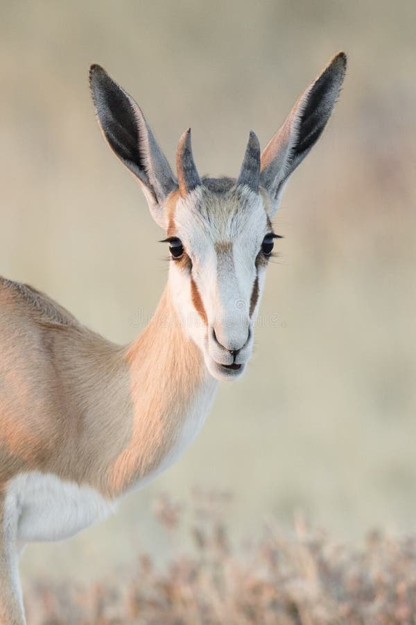 A Springbok Still First Light Stock Image - Image of kunene, safari ...