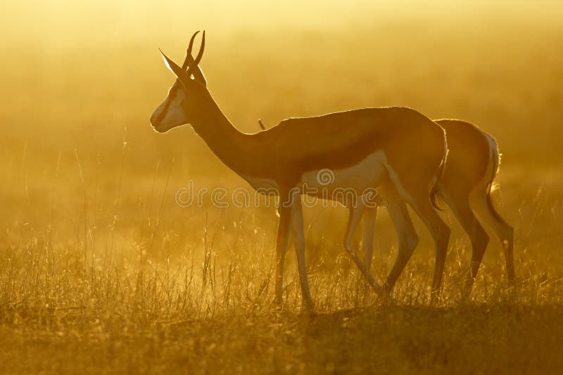 Running Springbok Jumping High Stock Image - Image of active, outdoor ...