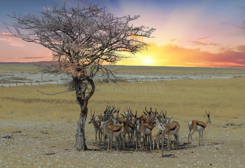 Springbok with a Sunset Background Standing Under a Tree Stock Photo ...