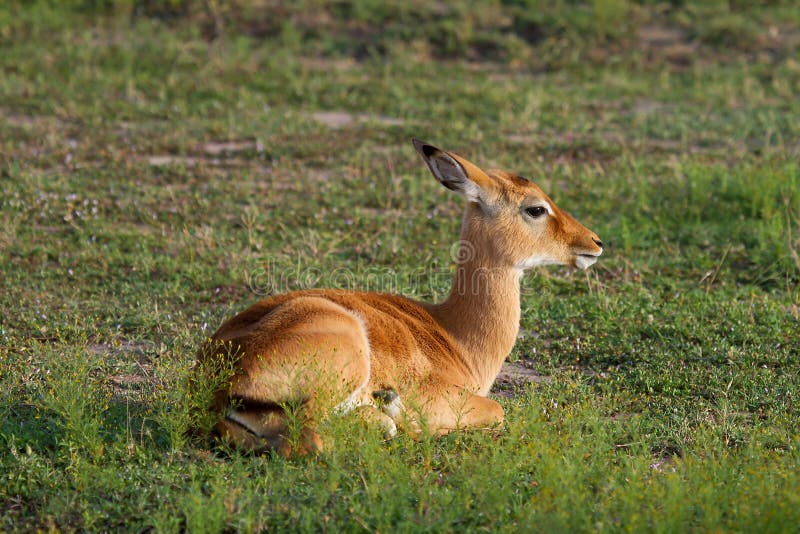 Springbok Thompson S Gazelle Resting Stock Image - Image of resting ...