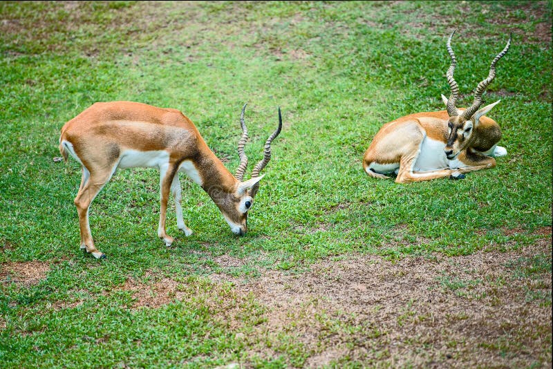 115 Springbok Eat Stock Photos - Free & Royalty-Free Stock Photos from ...