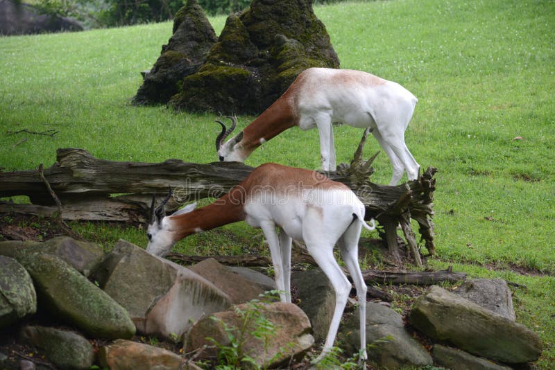 Springbok stock image. Image of grazing, springbok, mammal - 96061553