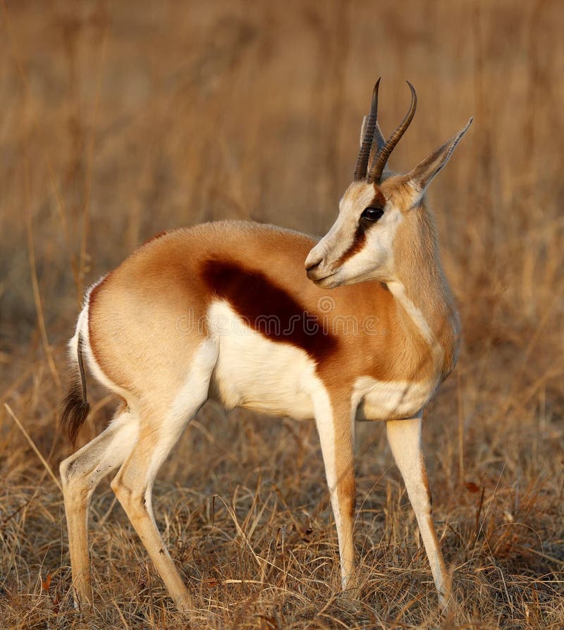 Springbok in the Valley in the Sunlight Stock Photo - Image of field ...