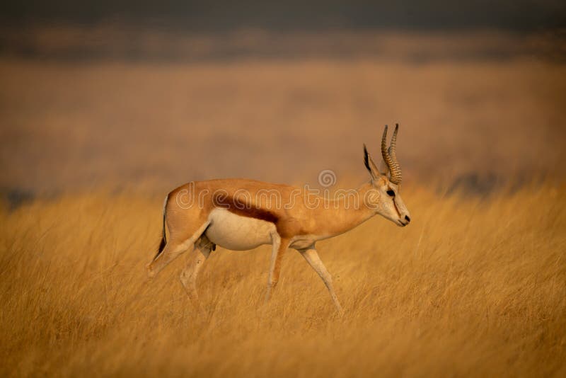 Springbok Walks through Long Grass in Profile Stock Image - Image of ...