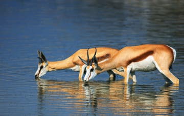 Springbok in water stock photo. Image of nature, animal - 15861508