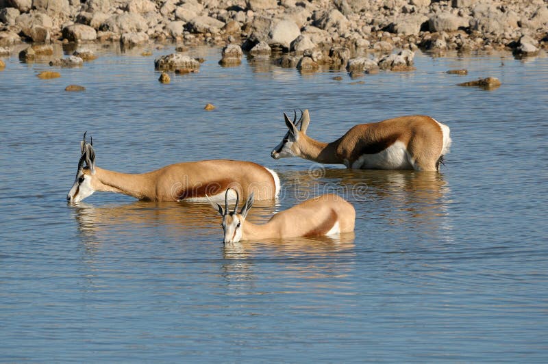 Springbok in the water stock photo. Image of mammal, etosha - 27142306