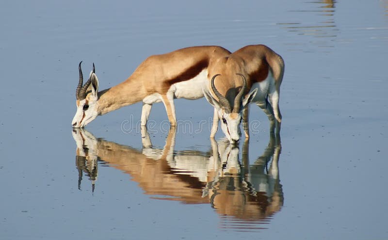 Springbok stock photo. Image of namibia, grazing, grasslands - 17927372