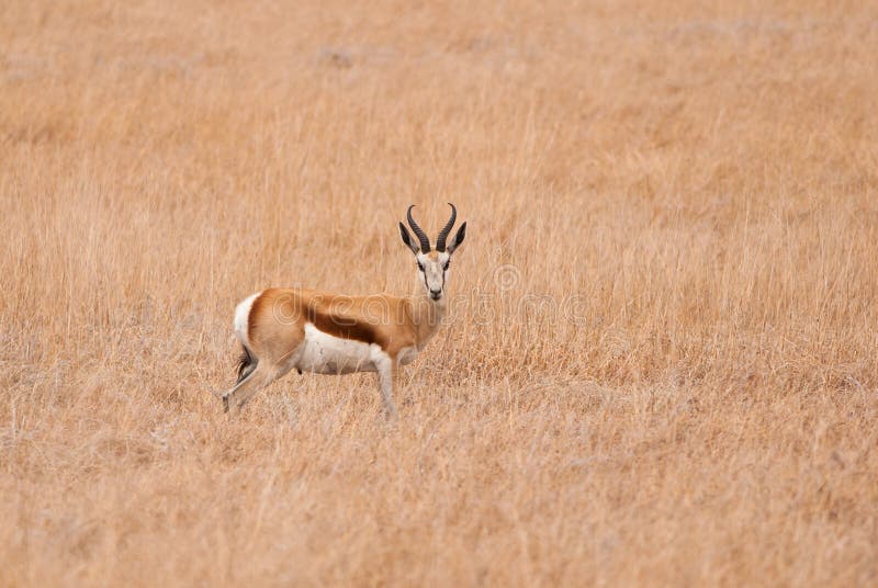 Wild springbok drinking stock photo. Image of travel - 10624068