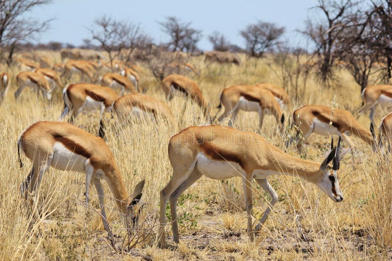 504 Springbok Life Cycle Stock Photos - Free & Royalty-Free Stock ...