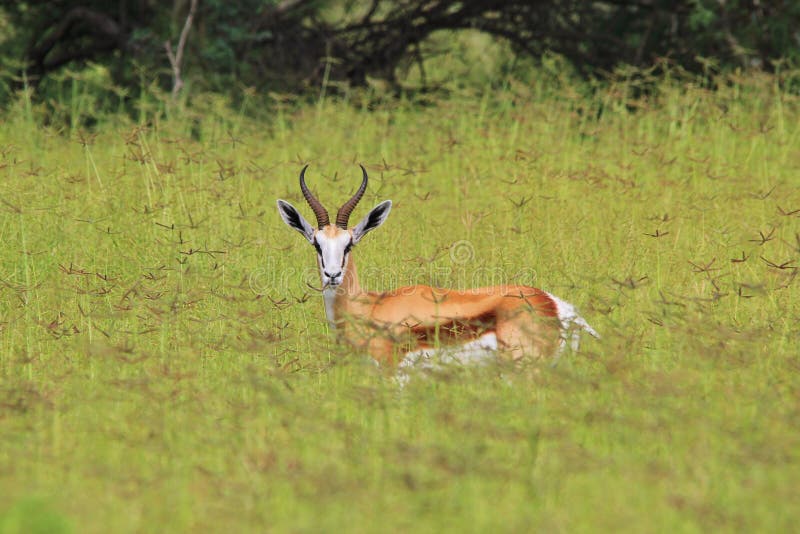 504 Springbok Life Cycle Stock Photos - Free & Royalty-Free Stock ...
