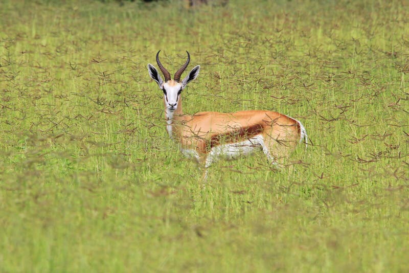 Springbok Wildlife Background Tranquil Peace Stock Photos - Free ...