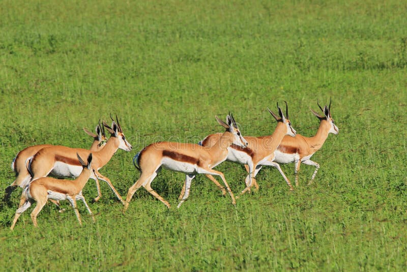 504 Springbok Life Cycle Stock Photos - Free & Royalty-Free Stock ...