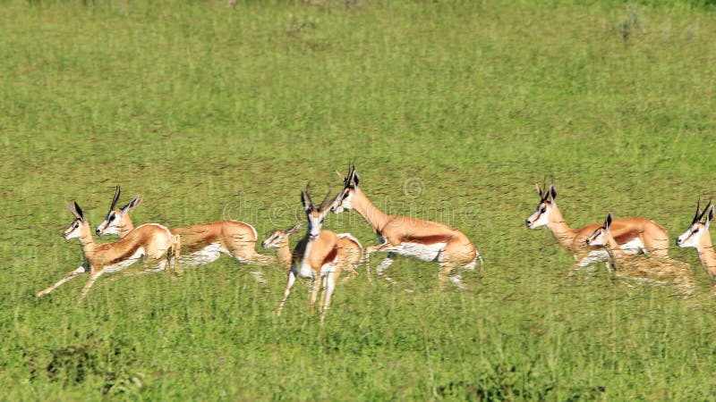 504 Springbok Life Cycle Stock Photos - Free & Royalty-Free Stock ...