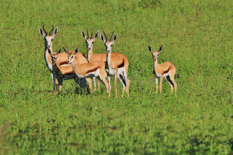 504 Springbok Life Cycle Stock Photos - Free & Royalty-Free Stock ...
