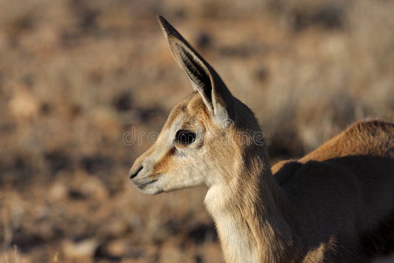 Springbok Young, Kalahari Desert Stock Photo - Image of antelope ...