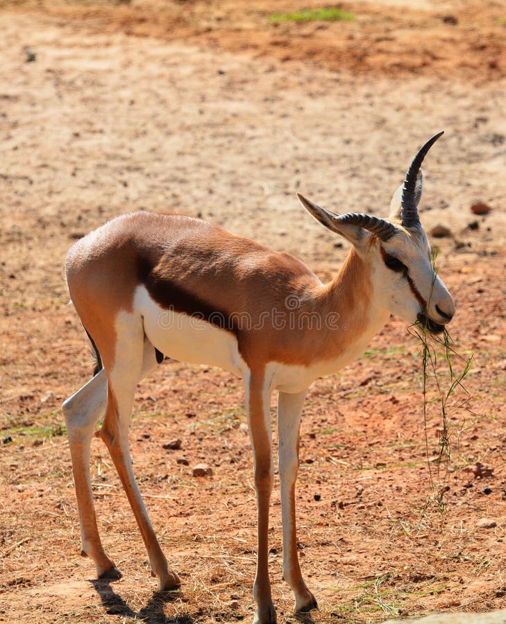 Springbok stock image. Image of south, watchful, nature - 48051761