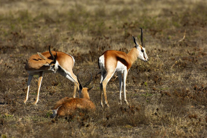 Springbokken stock foto. Image of herkauwer, nave, zoogdier - 13186470