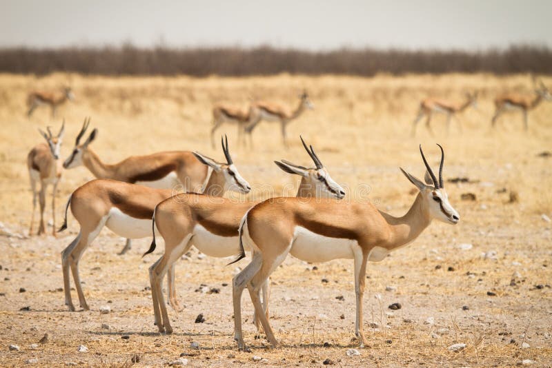 Springbokken stock foto. Image of dieren, zuiden, kalahari - 21474348