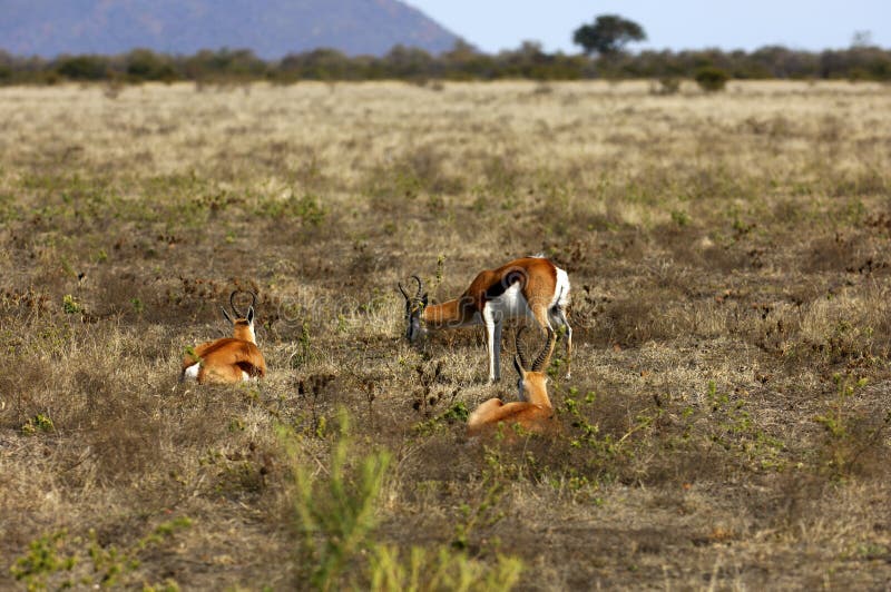 Springboks stock photo. Image of bovid, fauna, artiodactyla - 13186400