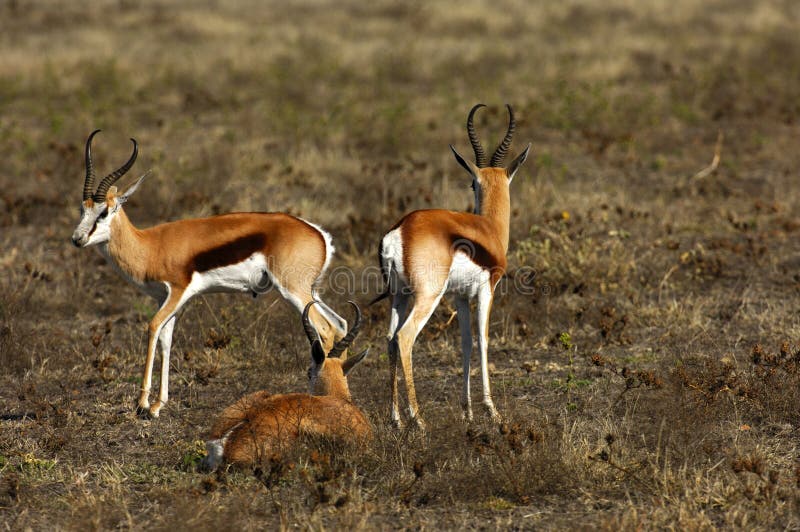 Grant s Gazelle mating stock photo. Image of grant, animals - 2612554