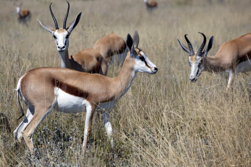 Springbok Male in Savanna Grasslands of Namibia Stock Photo - Image of ...